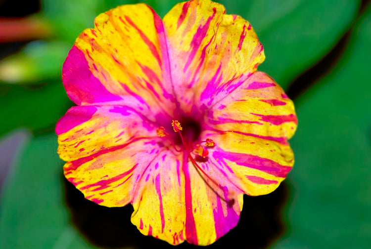 5 Tanaman Khas Indonesia yang Cantik, Bermanfaat, dan Langka – ZM ...